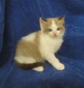 Seal Bicolor Mink Male Ragdoll (SOLD) | Ragdoll Cats and kittens of ...