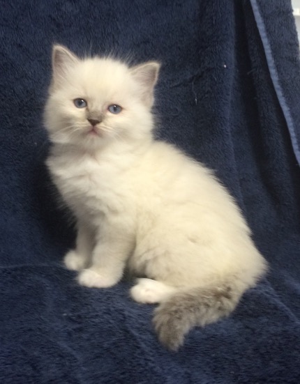 blue mitted lynx male – 1 | Ragdoll Cats and kittens of Ragmeister