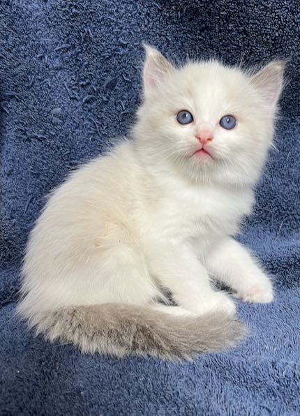 Pure White Ragdoll Cat